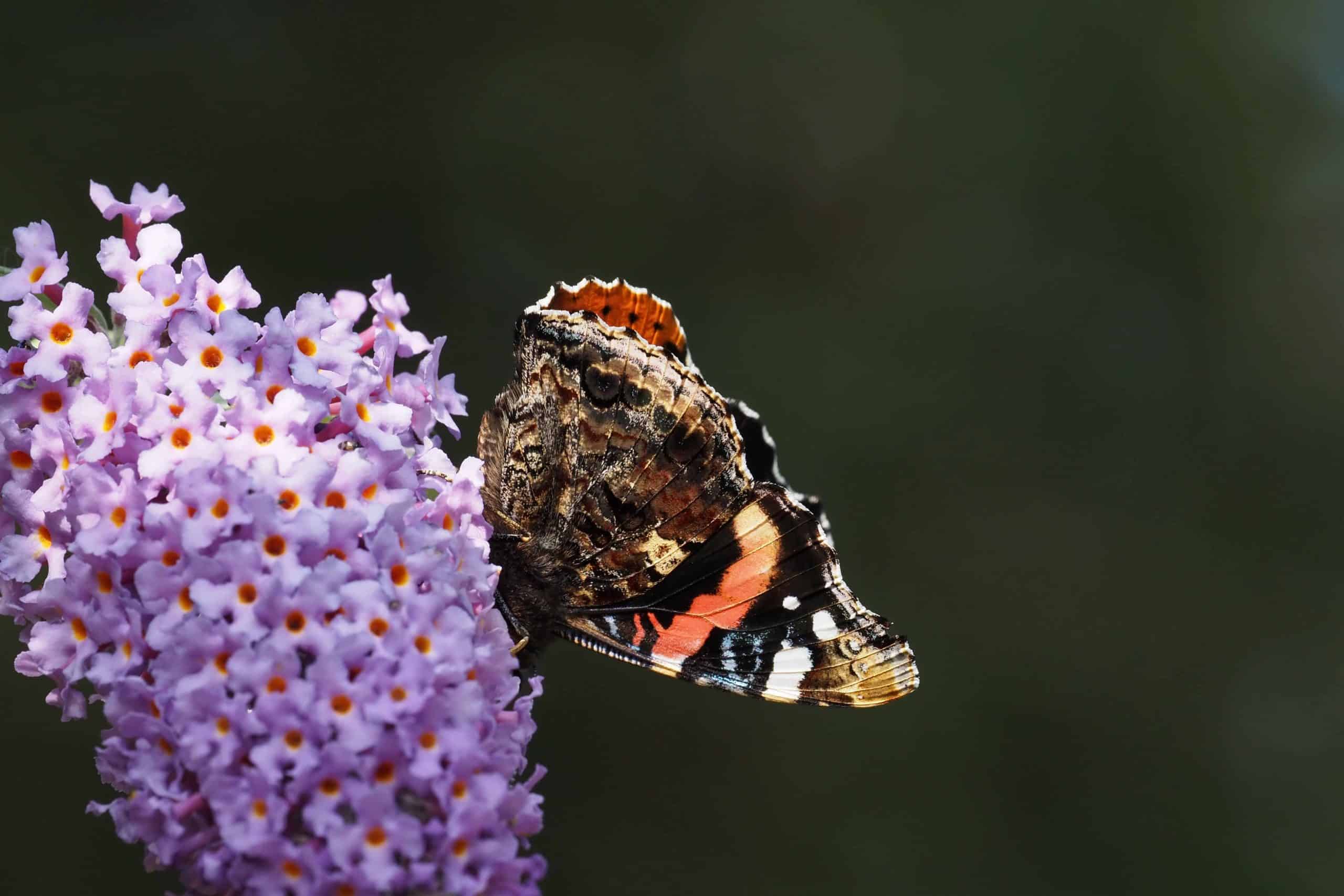 What’s On | Shimpling Park Farm, Suffolk UK